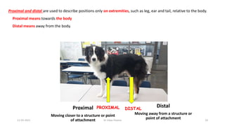 General veterinary anatomy by dr vikas kumar | PPTX