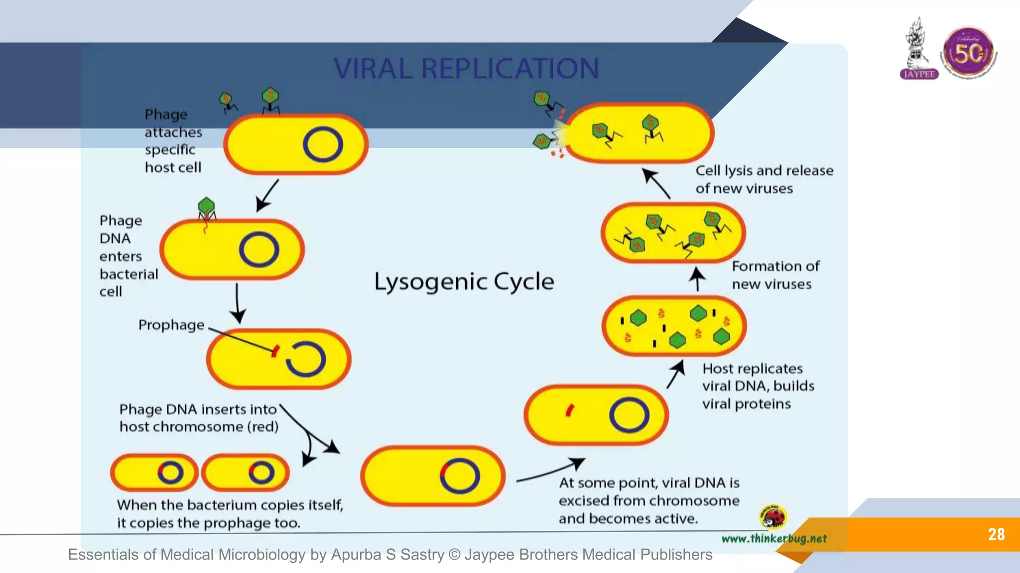 General Virology- RNA viruses | PPTX | Infectious Diseases | Diseases and Conditions