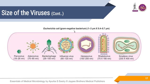 General Virology- RNA viruses | PPTX | Infectious Diseases | Diseases ...