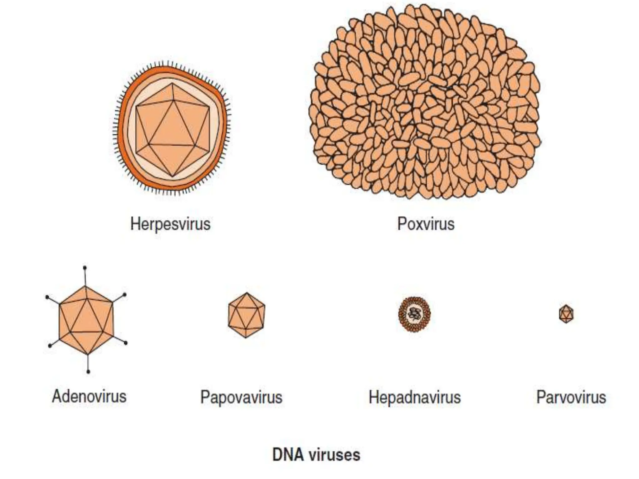 General Virology, Introduction, Definition, Classification.ppt