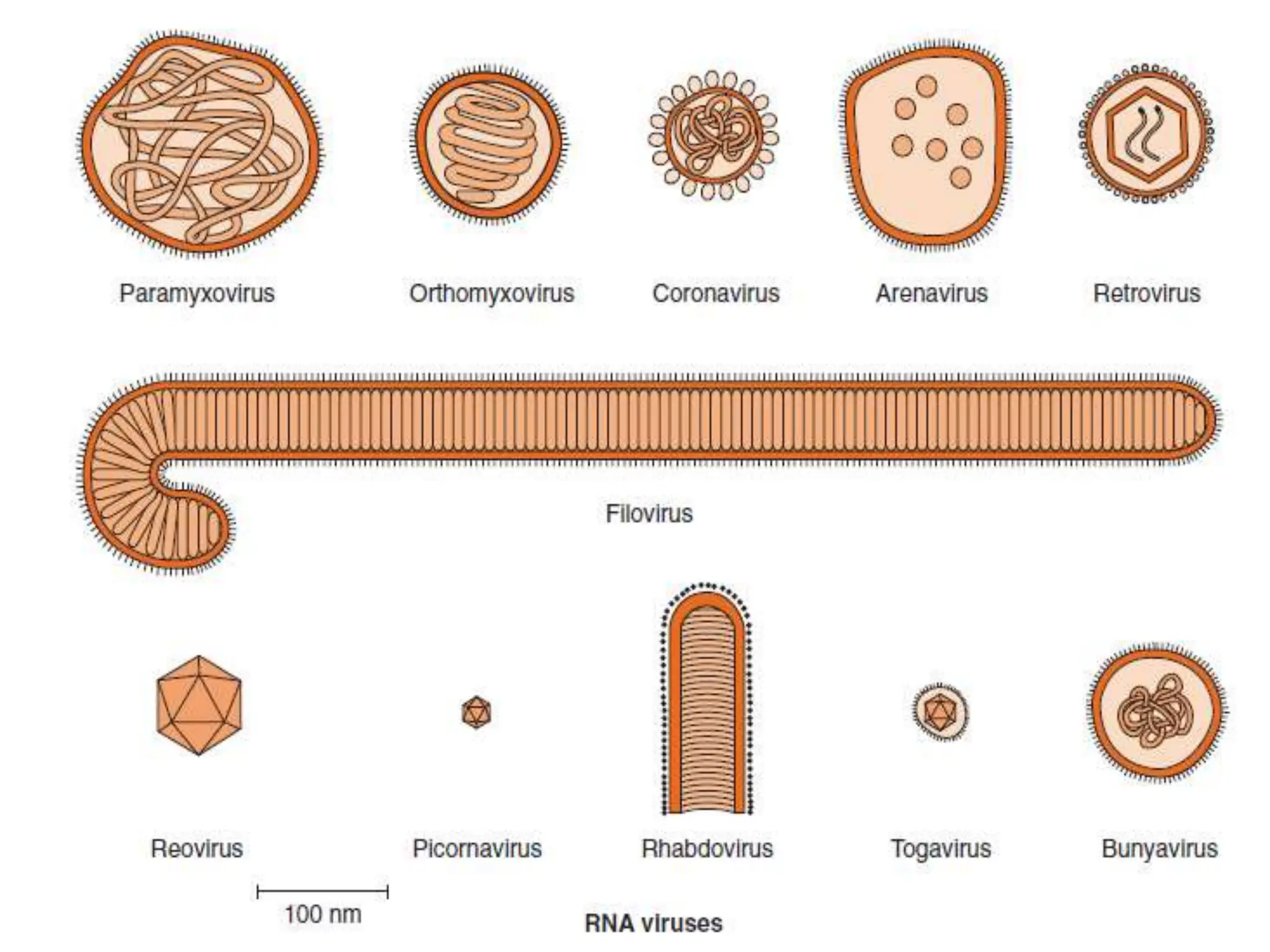 General Virology, Introduction, Definition, Classification.ppt