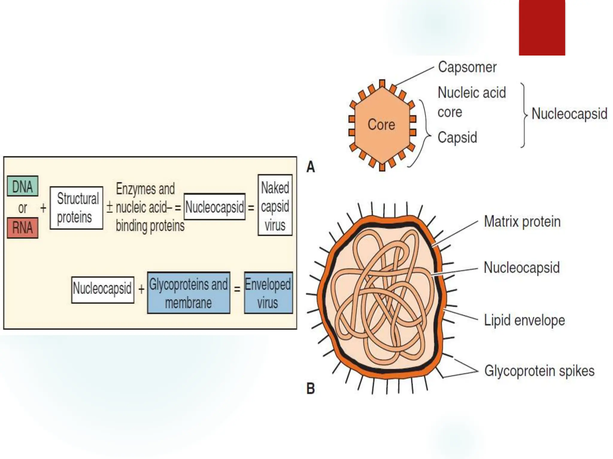 General Virology, Introduction, Definition, Classification.ppt
