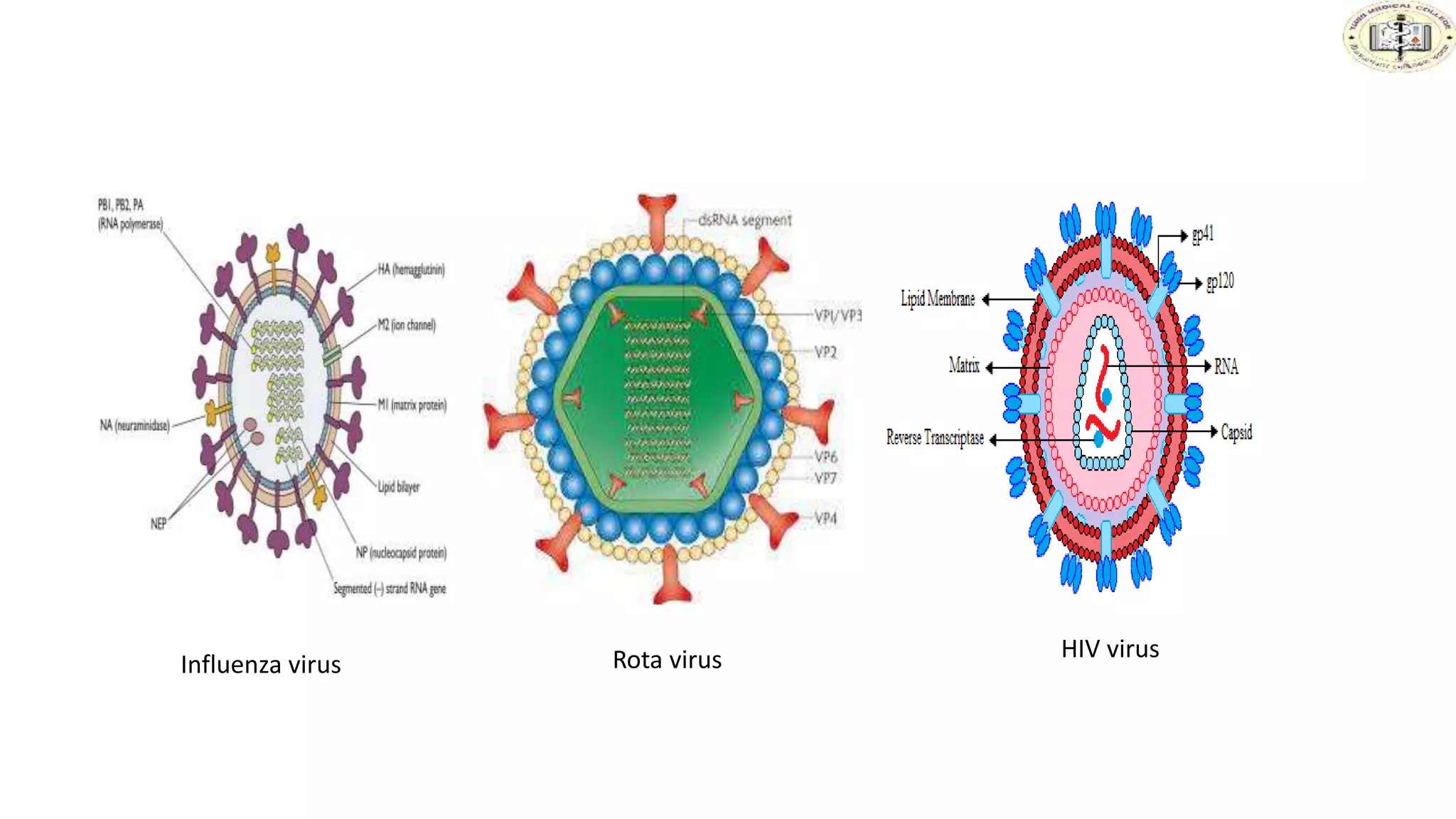General virology,Introduction, structure,classification - Copy.pptx