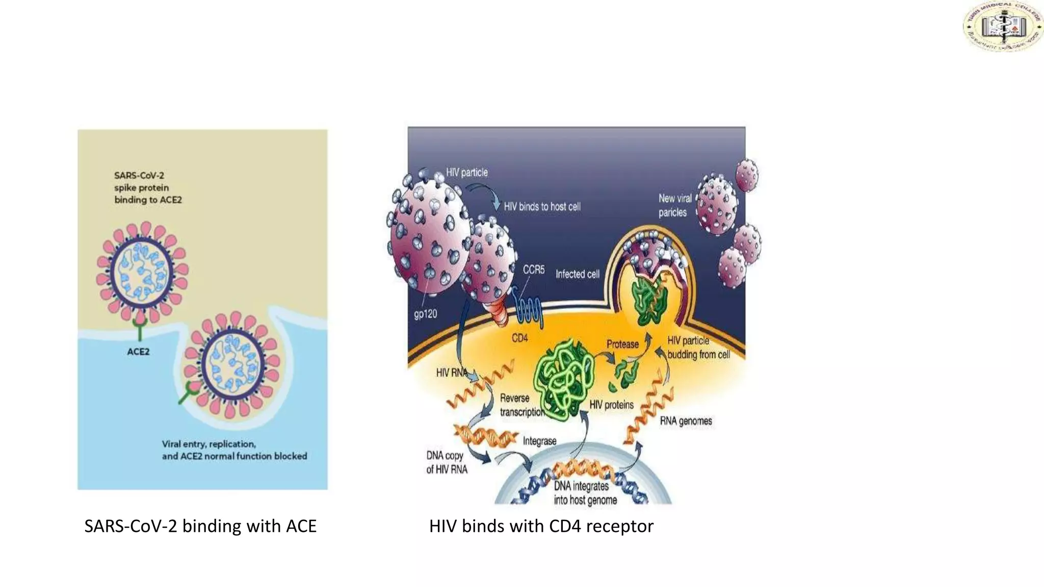 General virology,Introduction, structure,classification - Copy.pptx