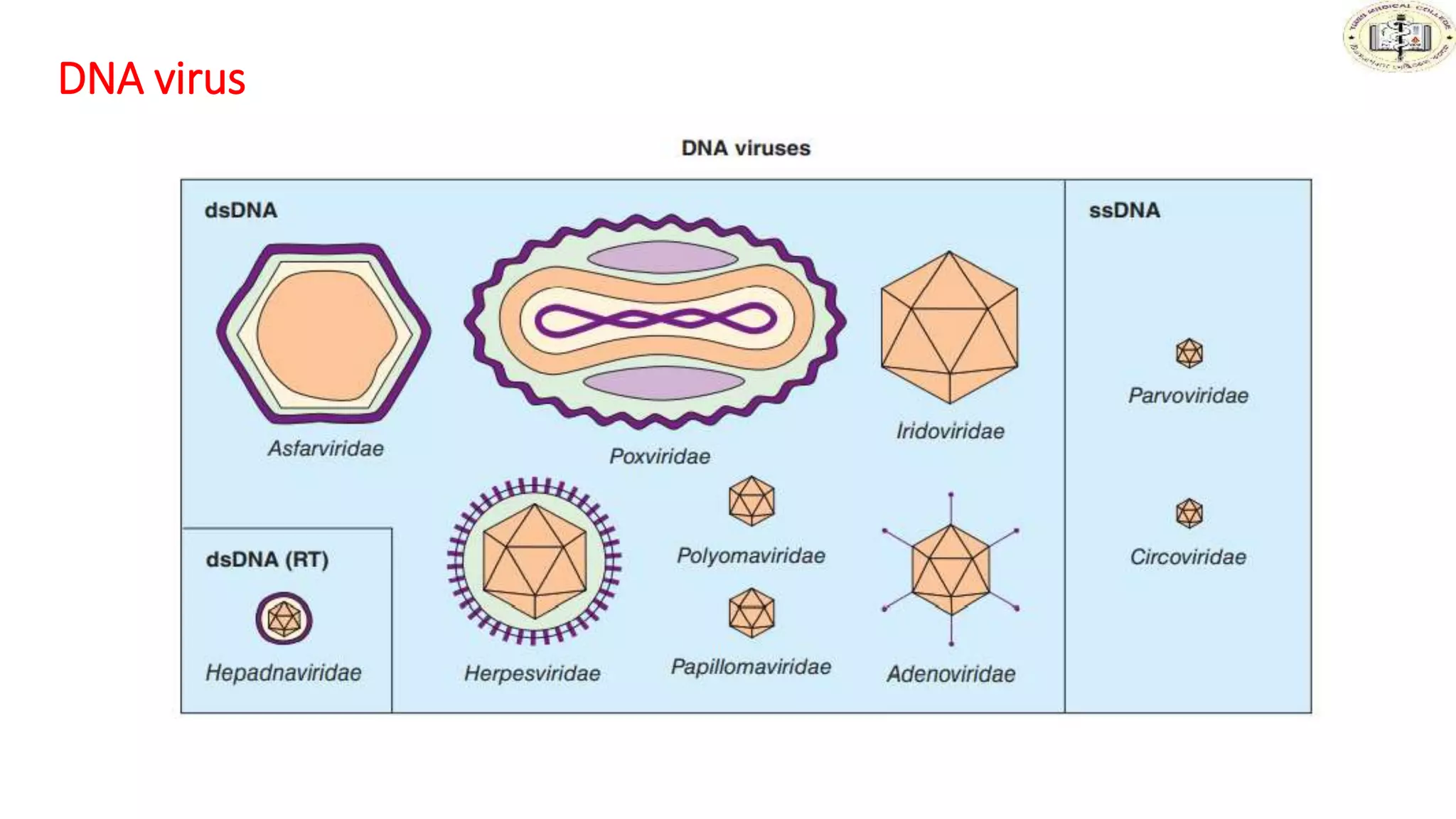 General virology,Introduction, structure,classification - Copy.pptx