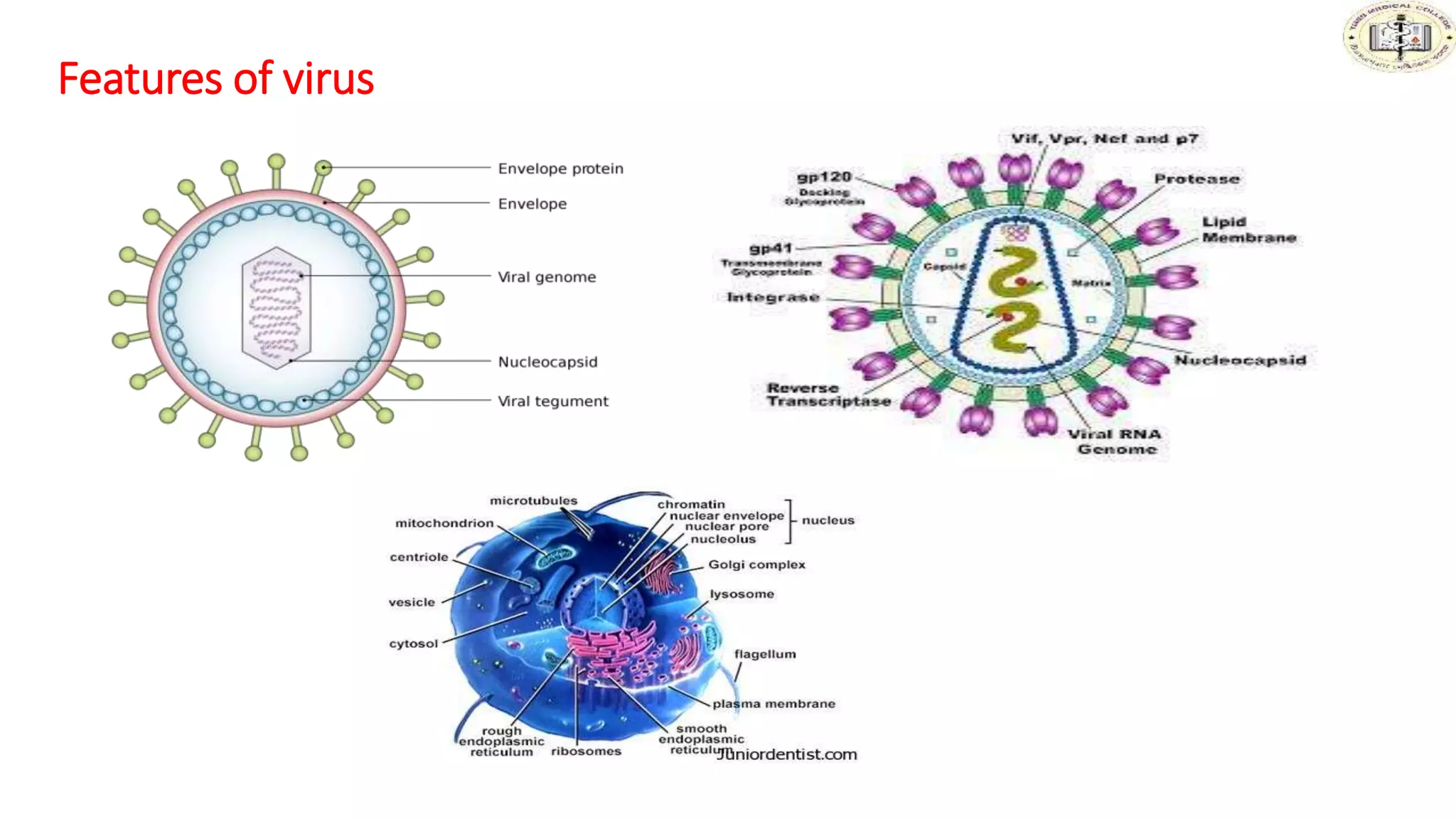 General virology,Introduction, structure,classification - Copy.pptx