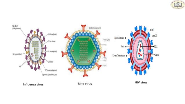 General virology,Introduction, structure,classification - Copy.pptx