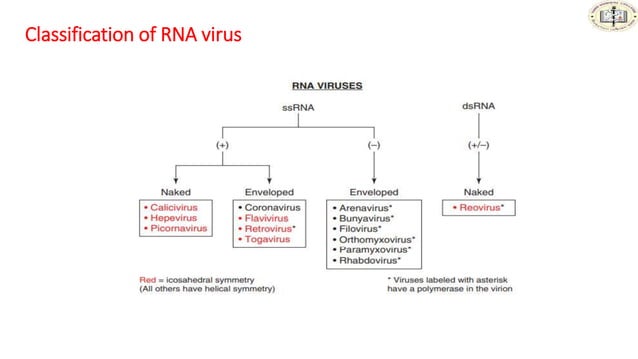 General virology,Introduction, structure,classification - Copy.pptx