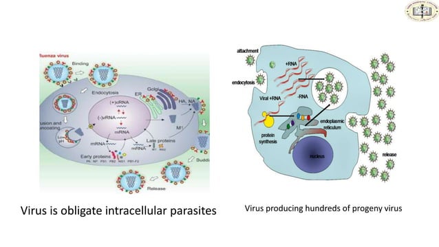 General virology,Introduction, structure,classification - Copy.pptx