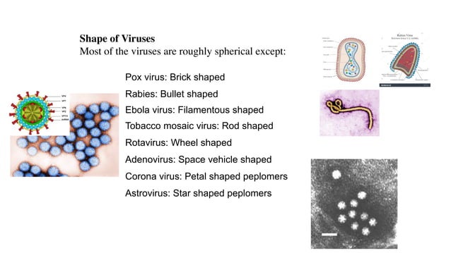 General Virology part 1.pdf