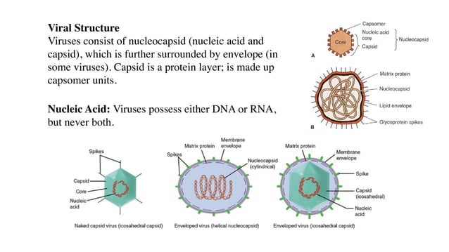 General Virology part 1.pdf