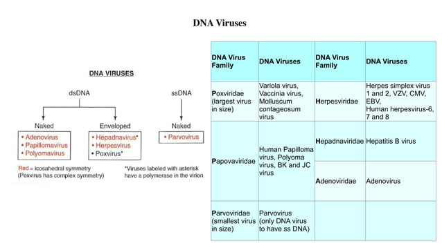 General Virology part 1.pdf