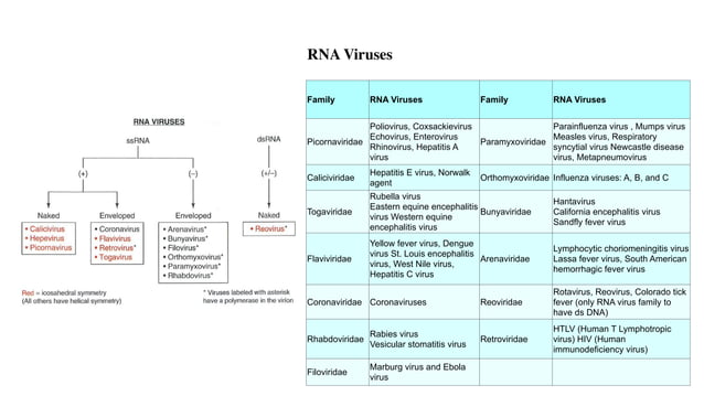 General Virology part 1.pdf