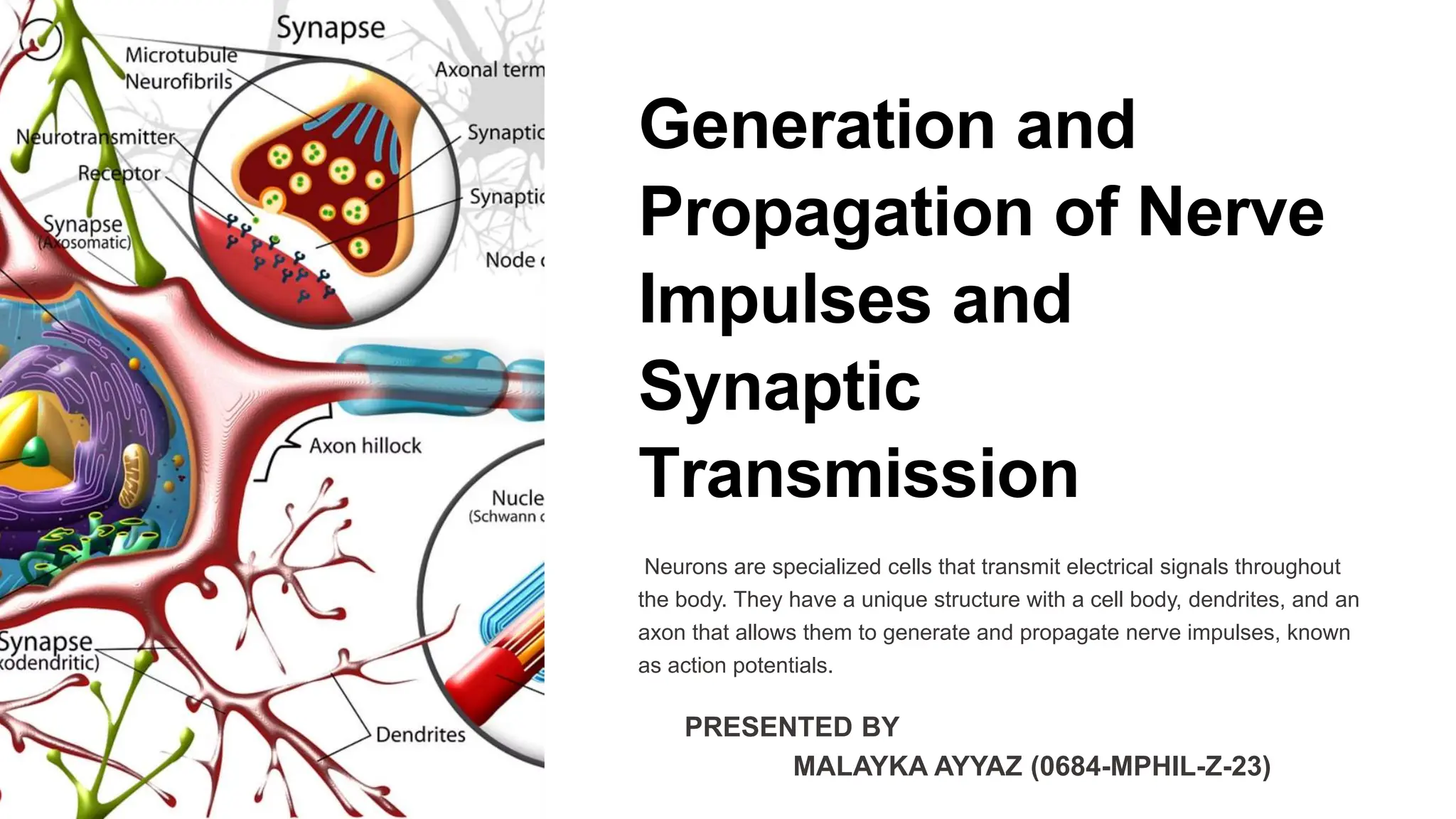 Generation-and-Propagation-of-Nerve-Impulses-and-Synaptic-Transmission (2).pptx