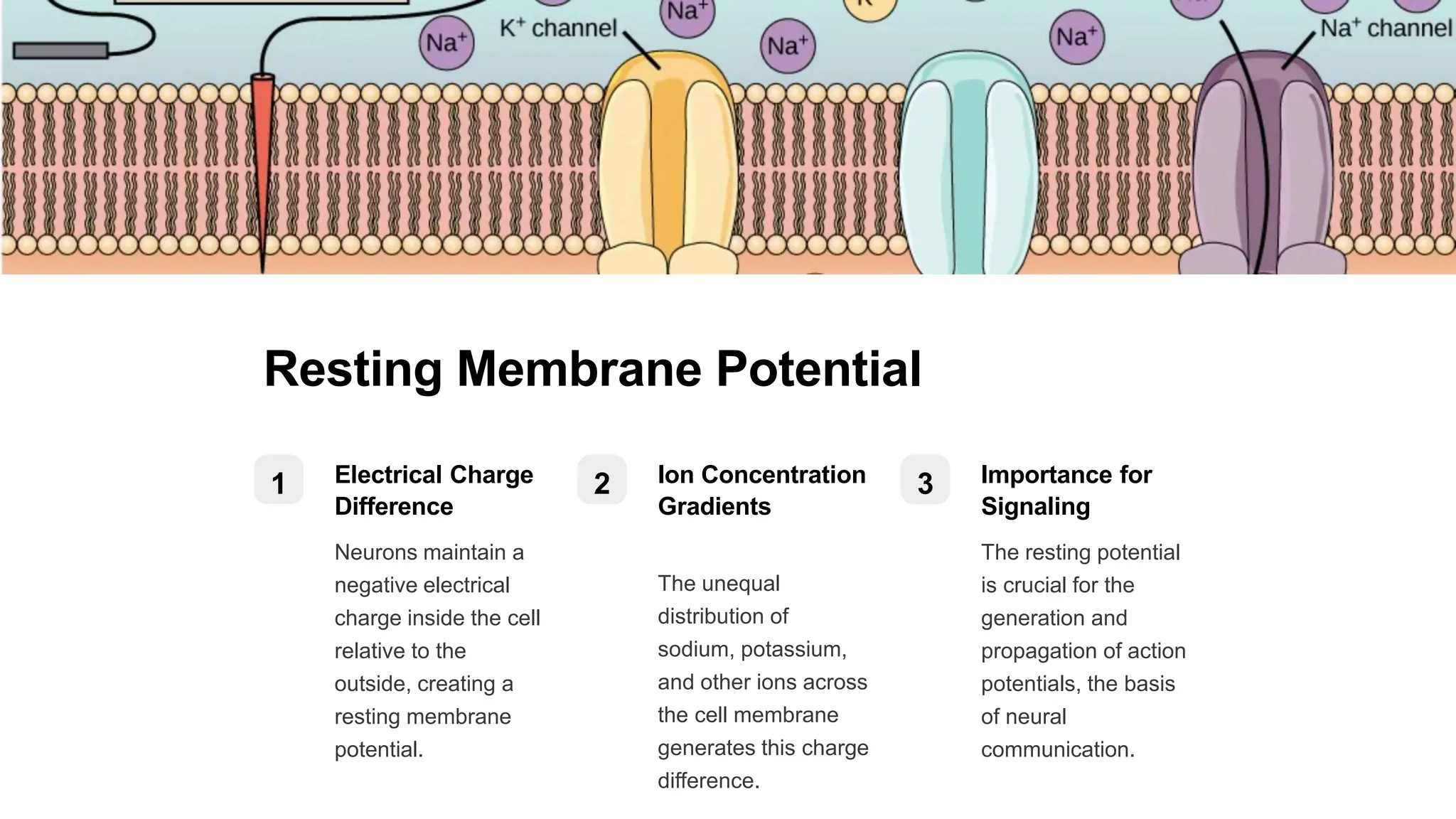 Generation-and-Propagation-of-Nerve-Impulses-and-Synaptic-Transmission ...
