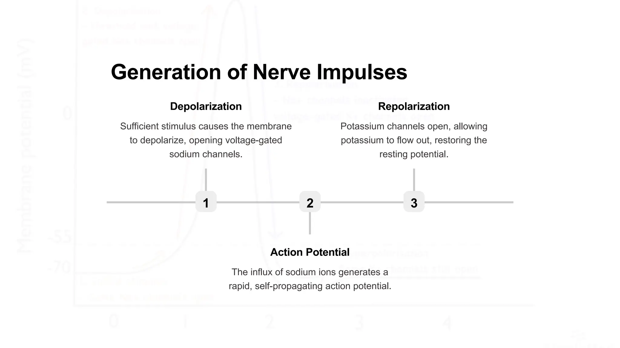 Generation-and-Propagation-of-Nerve-Impulses-and-Synaptic-Transmission (2).pptx