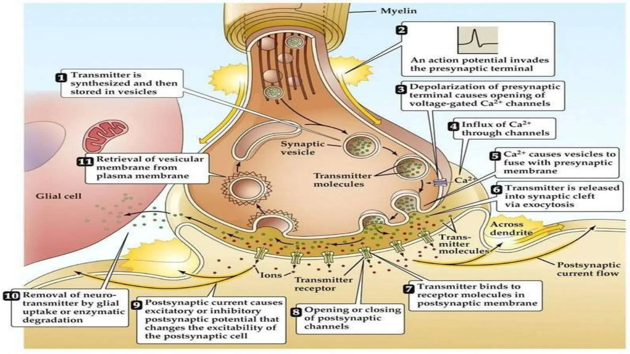 Generation-and-Propagation-of-Nerve-Impulses-and-Synaptic-Transmission (2).pptx