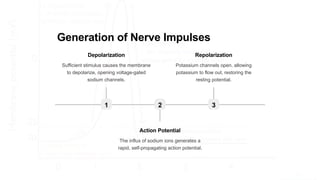 Generation-and-Propagation-of-Nerve-Impulses-and-Synaptic-Transmission (2).pptx