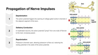 Generation-and-Propagation-of-Nerve-Impulses-and-Synaptic-Transmission (2).pptx