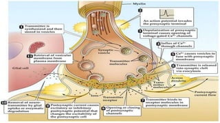 Generation-and-Propagation-of-Nerve-Impulses-and-Synaptic-Transmission (2).pptx