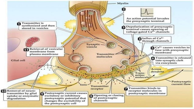 Generation-and-Propagation-of-Nerve-Impulses-and-Synaptic-Transmission ...