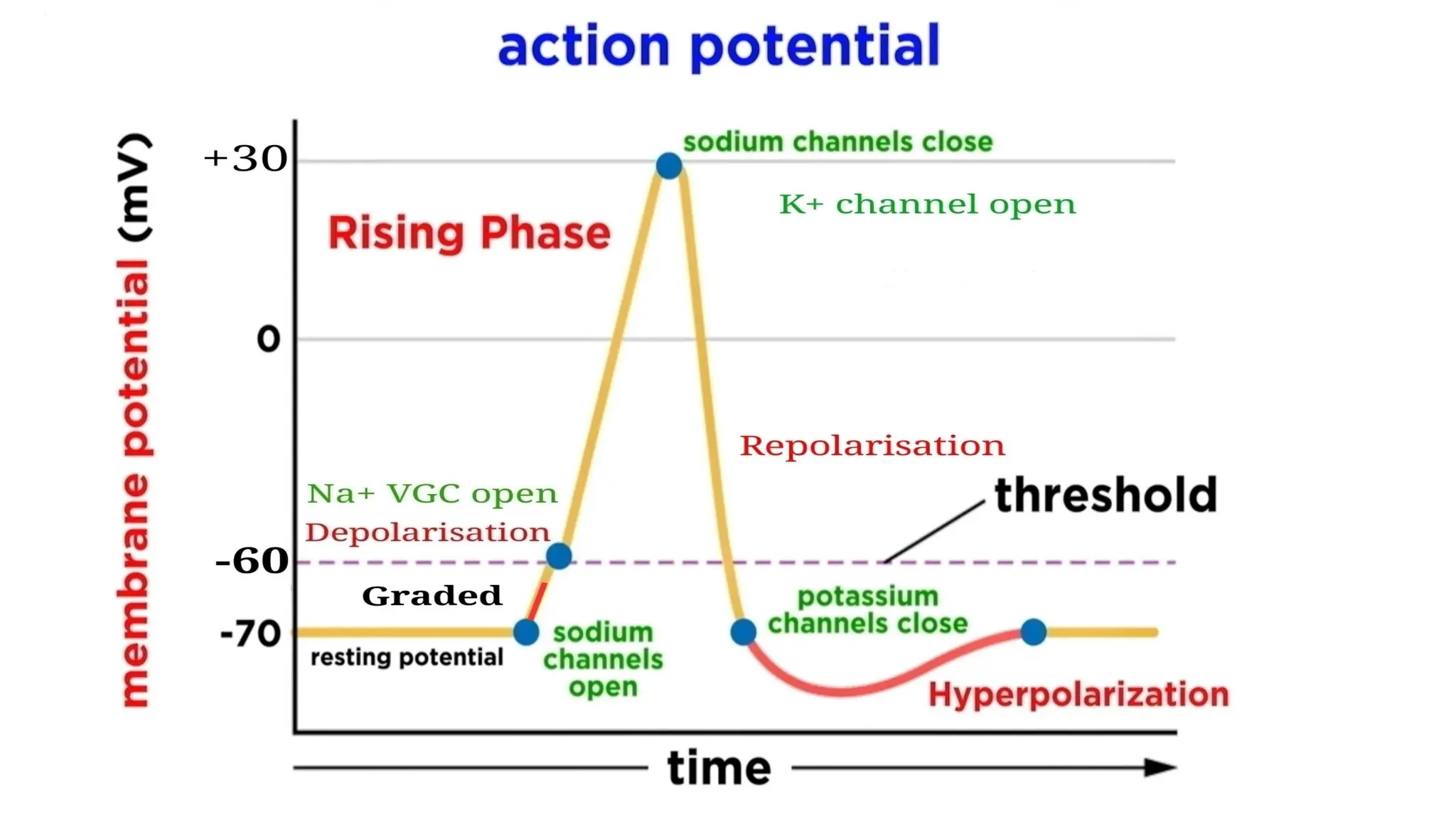 GENERATION AND CONDUCTION OF NERVE IMPULSE by Yashendra.pptx