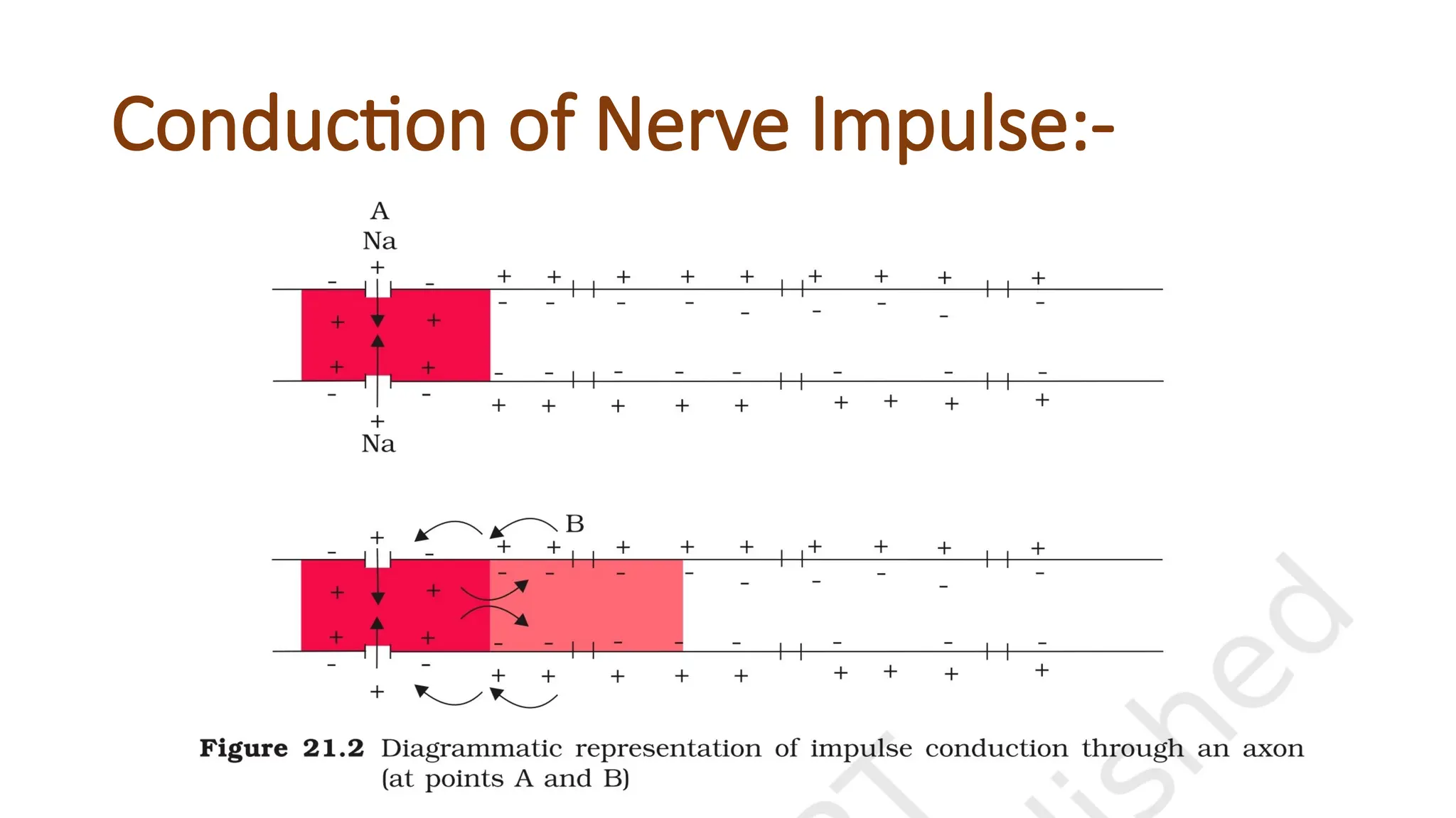 GENERATION AND CONDUCTION OF NERVE IMPULSE by Yashendra.pptx