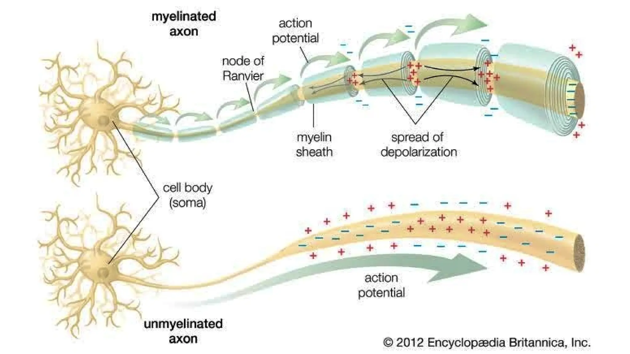 GENERATION AND CONDUCTION OF NERVE IMPULSE by Yashendra.pptx
