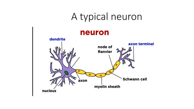 GENERATION AND CONDUCTION OF NERVE IMPULSE by Yashendra.pptx GENERATION AND CONDUCTION OF NERVE IMPULSE by Yashendra.pptx