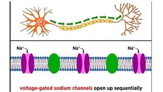 GENERATION AND CONDUCTION OF NERVE IMPULSE by Yashendra.pptx