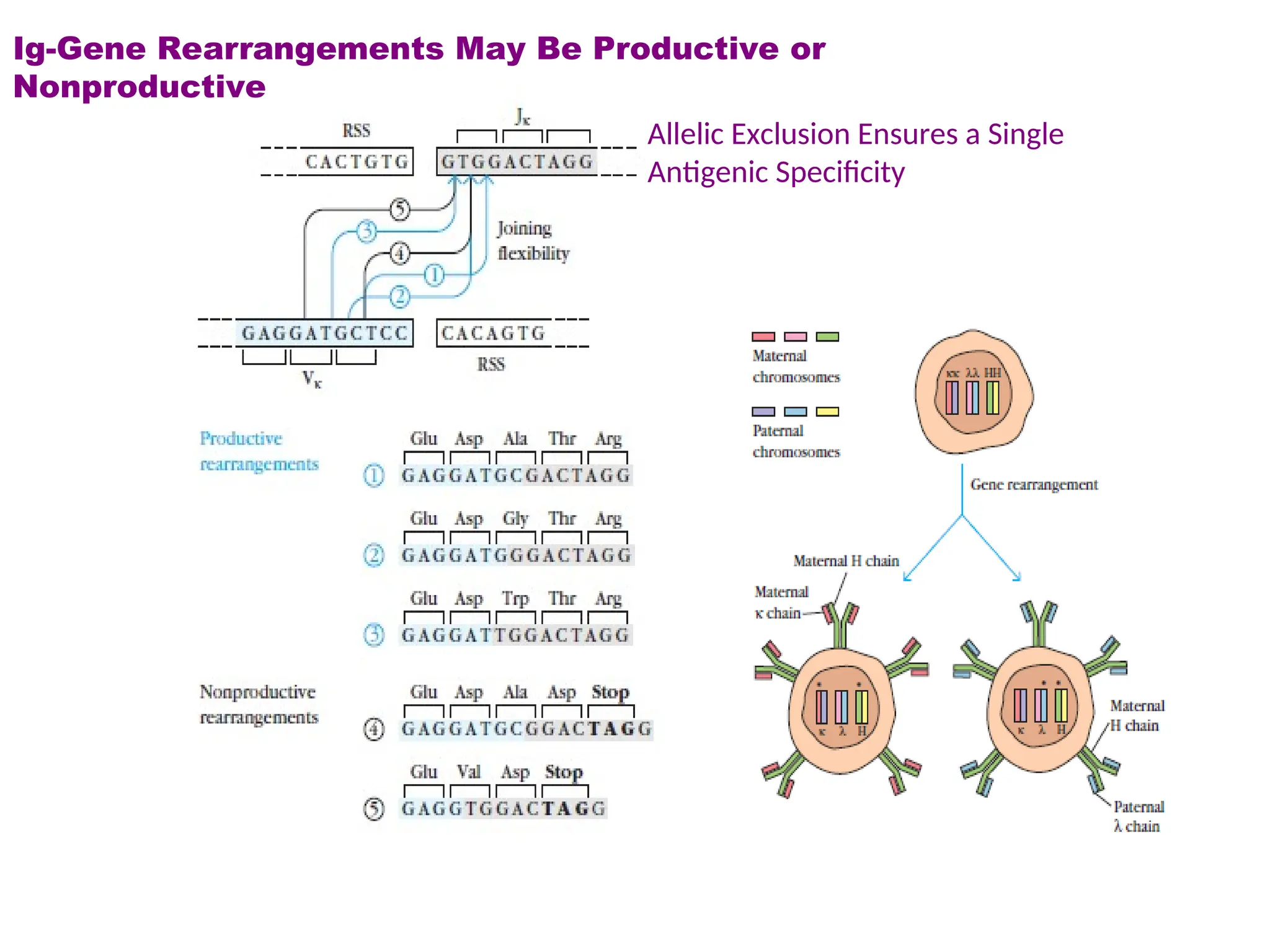 Generation of Antibody diversity with detailed explanation | PPT