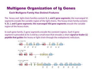 Generation of Antibody diversity with detailed explanation | PPT