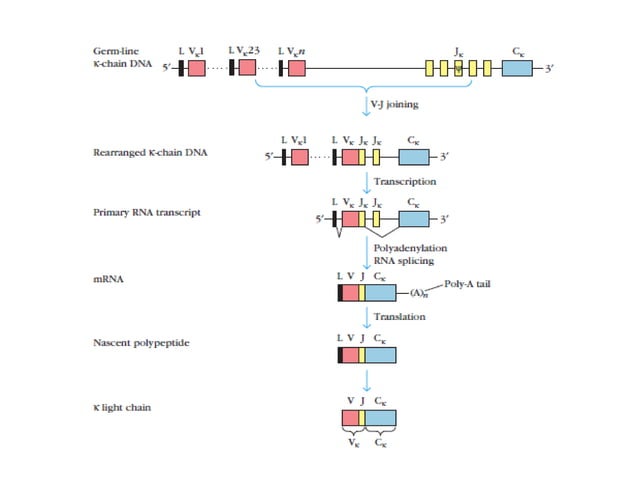 Generation of Antibody diversity with detailed explanation | PPT ...