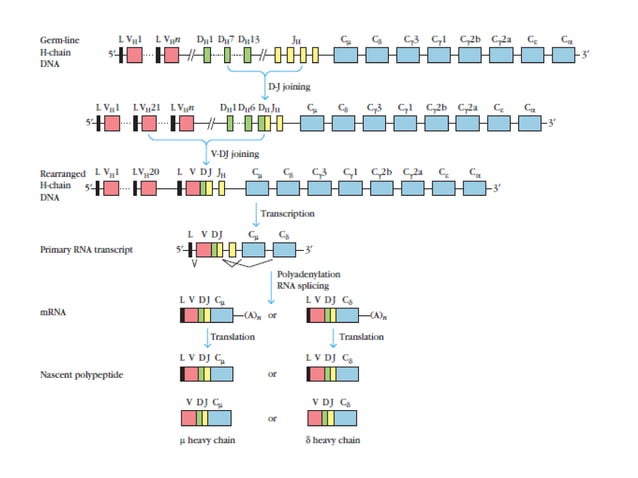 Generation of Antibody diversity with detailed explanation | PPT ...