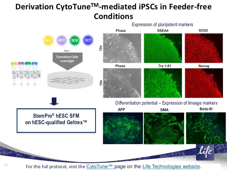 Generation of Transgene-free iPSCs with CytoTune™ iPS Sendai Cell Rep…