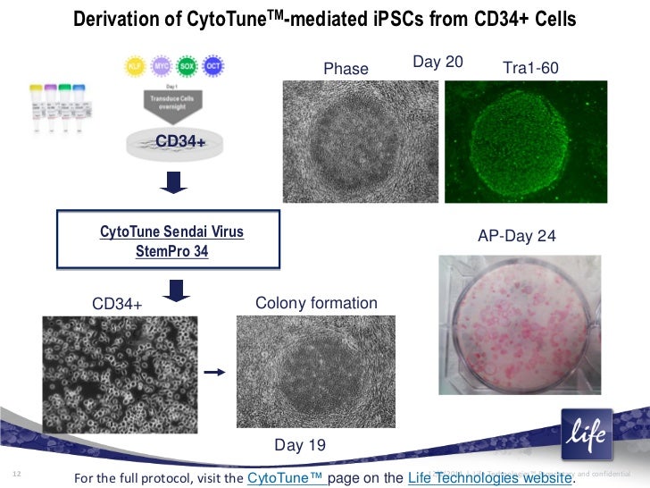 Generation of Transgene-free iPSCs with CytoTune™ iPS Sendai Cell Rep…