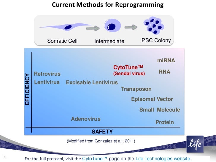 Generation of Transgene-free iPSCs with CytoTune™ iPS Sendai Cell Rep…