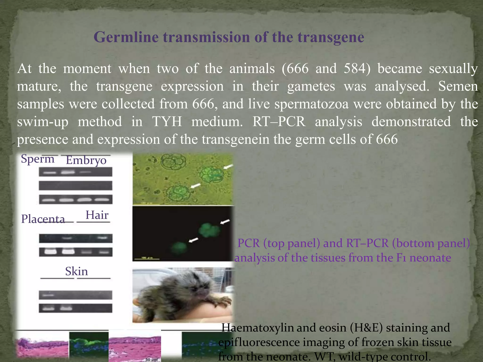 Generation of transgenic non human primates with germline transmission ...