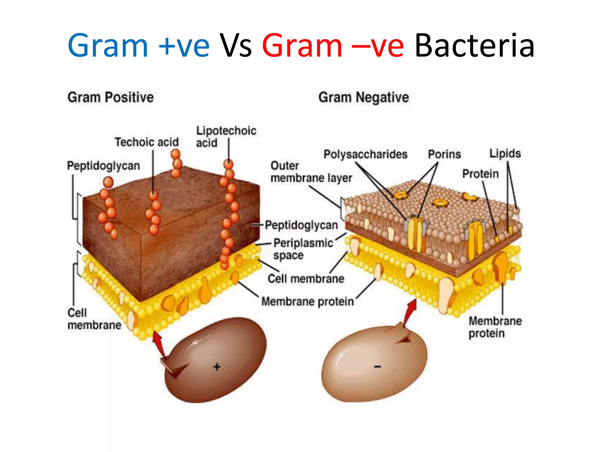 Generations of antibiotics | PPTX