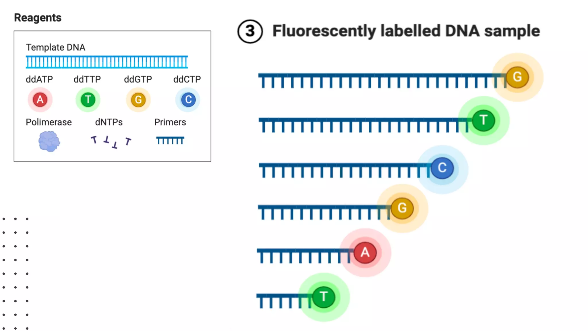 Generations of sequencing technologies. | PDF