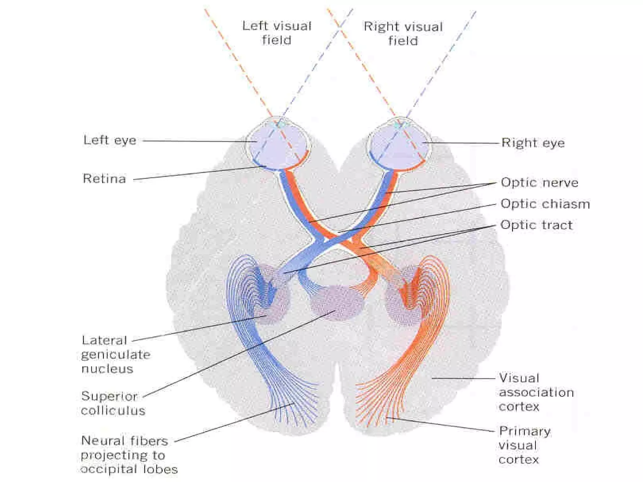Generator of vep | PPT | Brain and Nervous System Disorders | Diseases ...