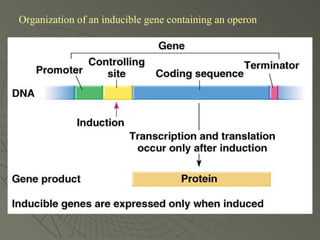 Gene regulation | PPT