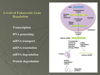 Gene regulation | PPT