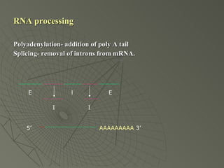 Gene regulation | PPT