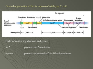 Gene regulation | PPT