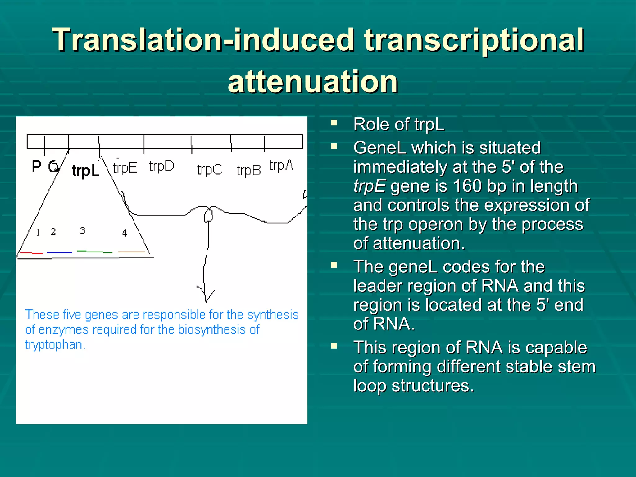 Gene regulation | PPT