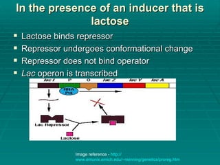 Gene regulation | PPT