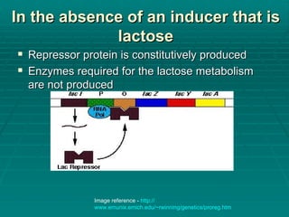 Gene regulation | PPT