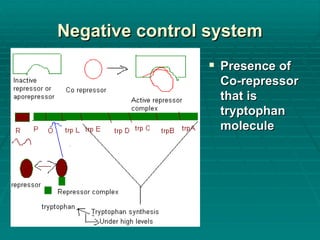 Gene regulation | PPT