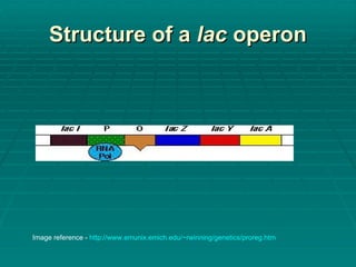 Gene regulation | PPT